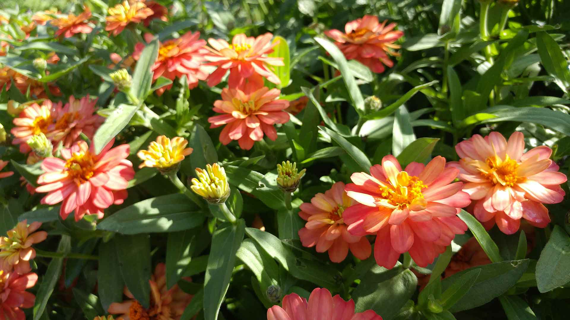 Photo Gallery of Fine Gardens by Lis Friemoth, The Garden Hoe