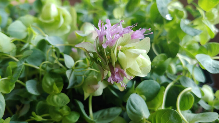 Herbs [Podcast] - The Garden Hoe, Lis Friemoth