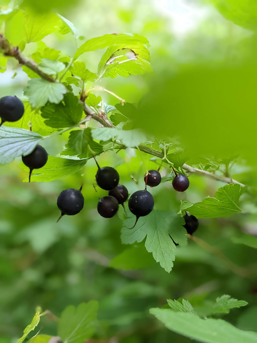 Gooseberries - The Garden Hoe, Lis Friemoth
